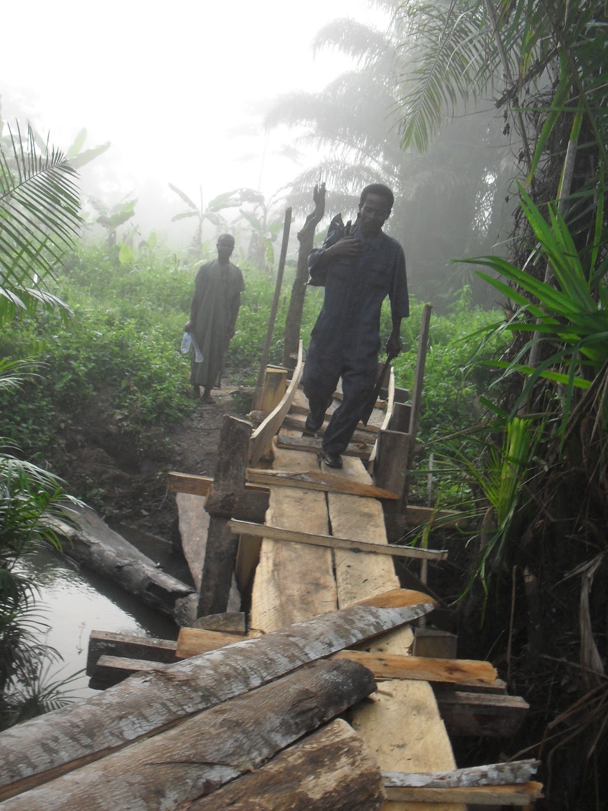 PALM WINE BREWERY AND LOCAL GIN DISTILLATION: PICTURES OF TAPPING PALM WINE