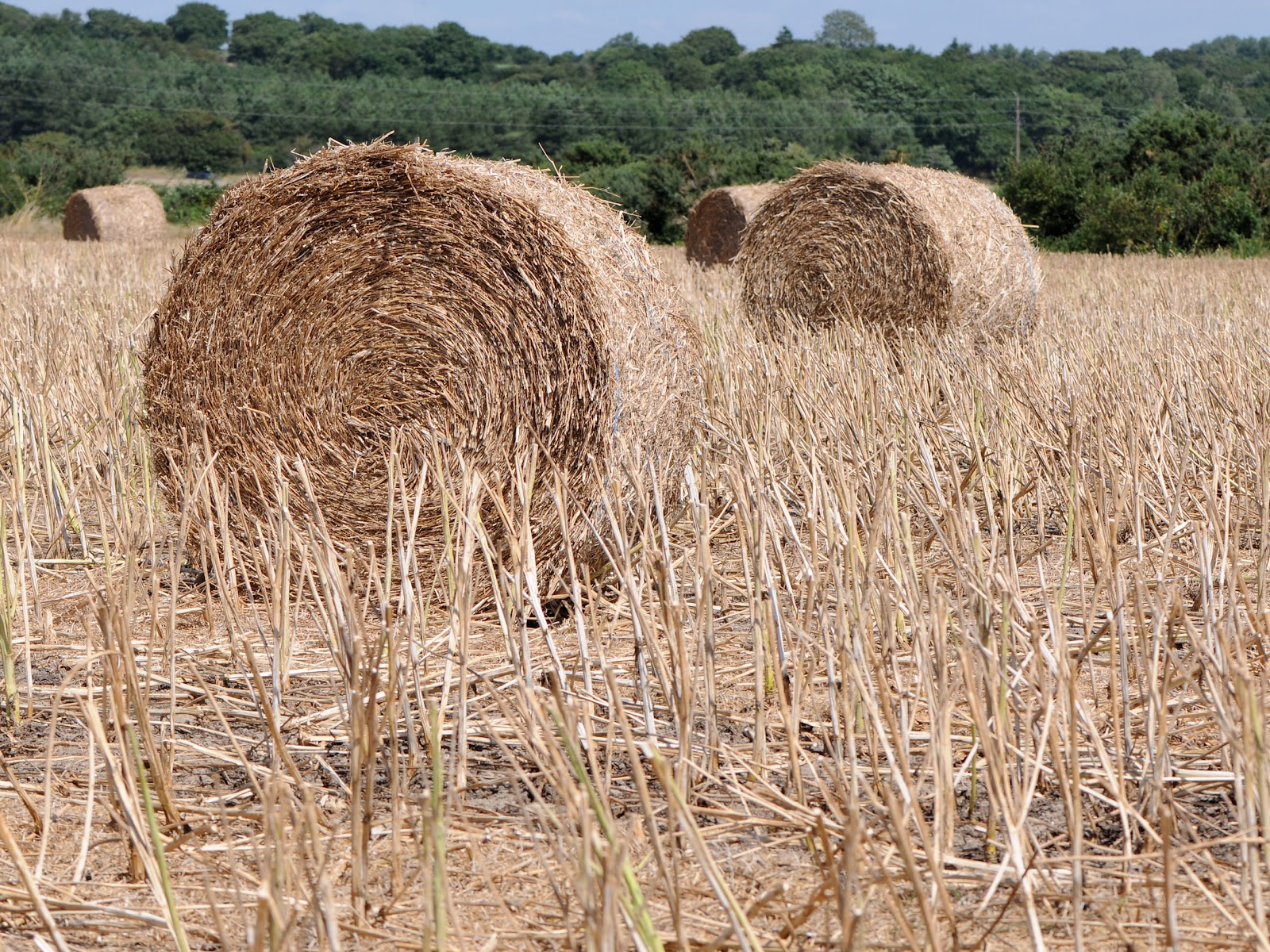 les Verdier du 44: Sur la paille