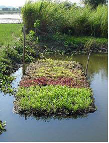 Floating vegetable Cultivation: Floating vegetables cultivation