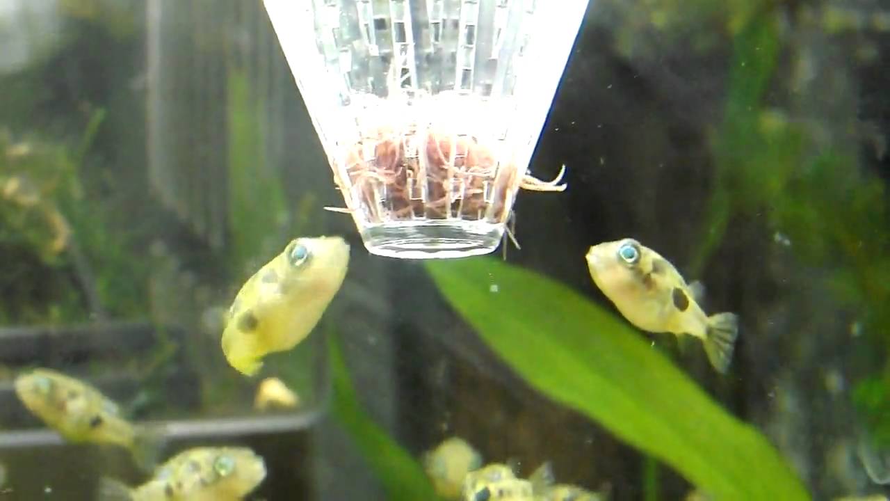 How to care Puffer fish - Aquarium's Care