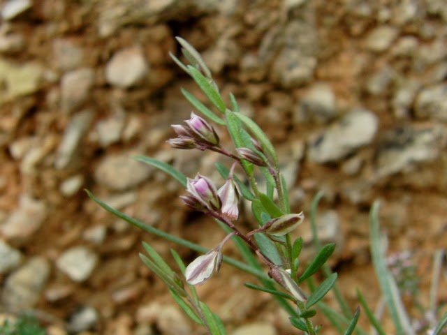 VILLENATURA: Polygala rupestris
