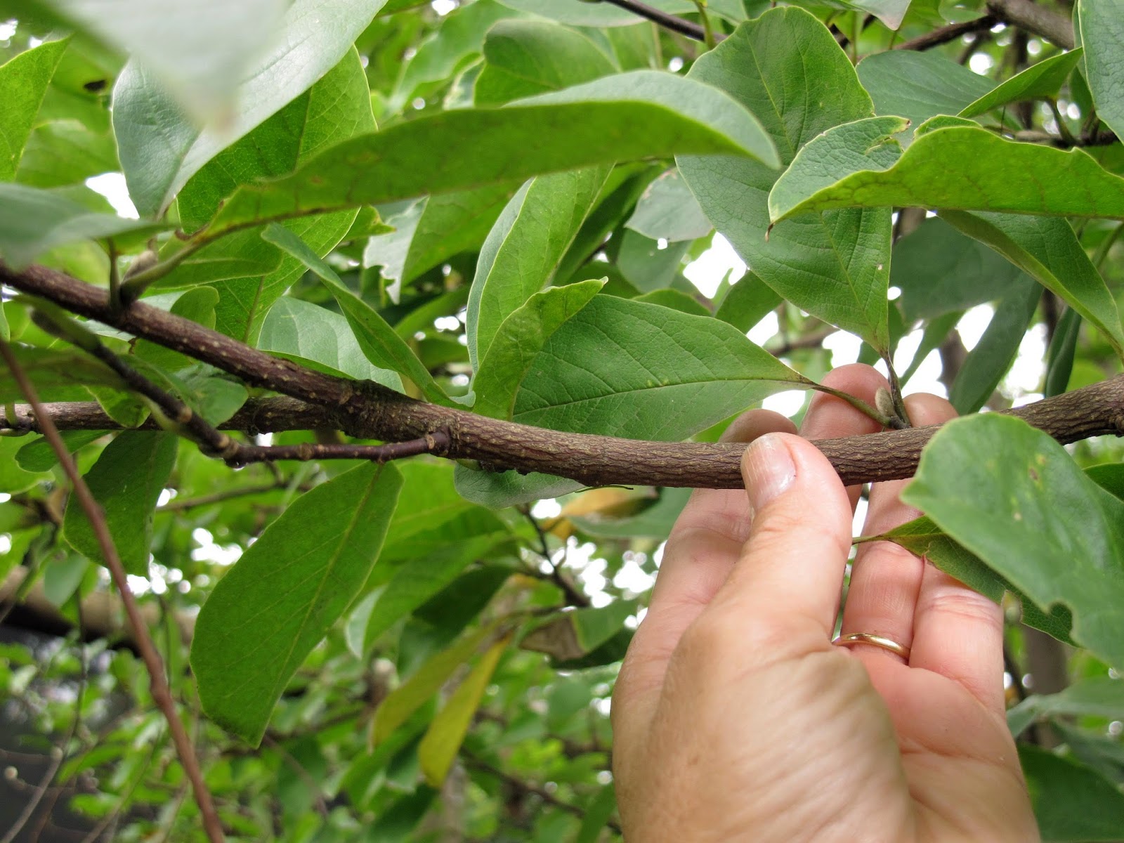 En el jardin: Acodo aéreo