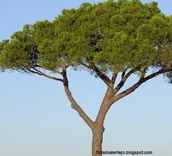 GALEÃO MÁGICO: PINHEIRO MANSO