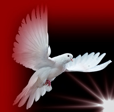 67 Not Out: White Doves As Signs Or Messengers
