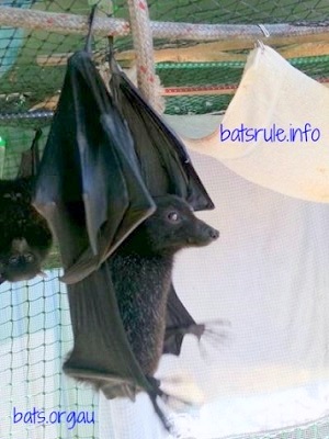 Info on Bats | recent question.. What does Bat poop/pee look like and ...