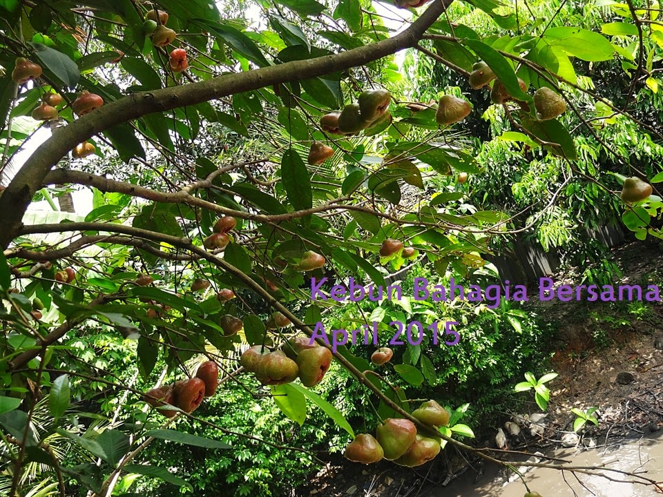 Kebun Bahagia Bersama: Baka jambu air Pink Rose Apple