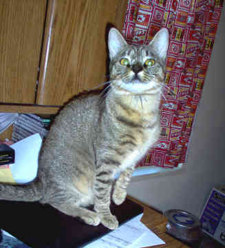 California Spangled Cat Breed Images | Beautiful Cat Pictures