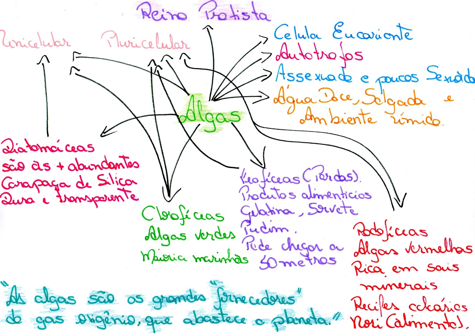 Ciências: Hoje, amanhã e sempre.: Mapa Mental Algas