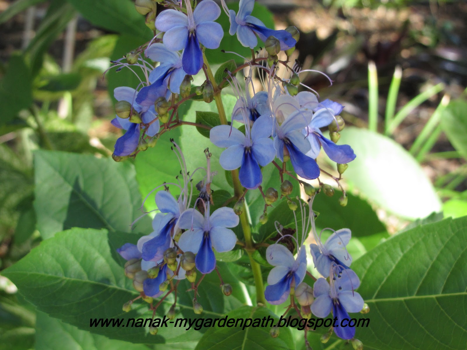My Garden Path: Cool Yule Colors