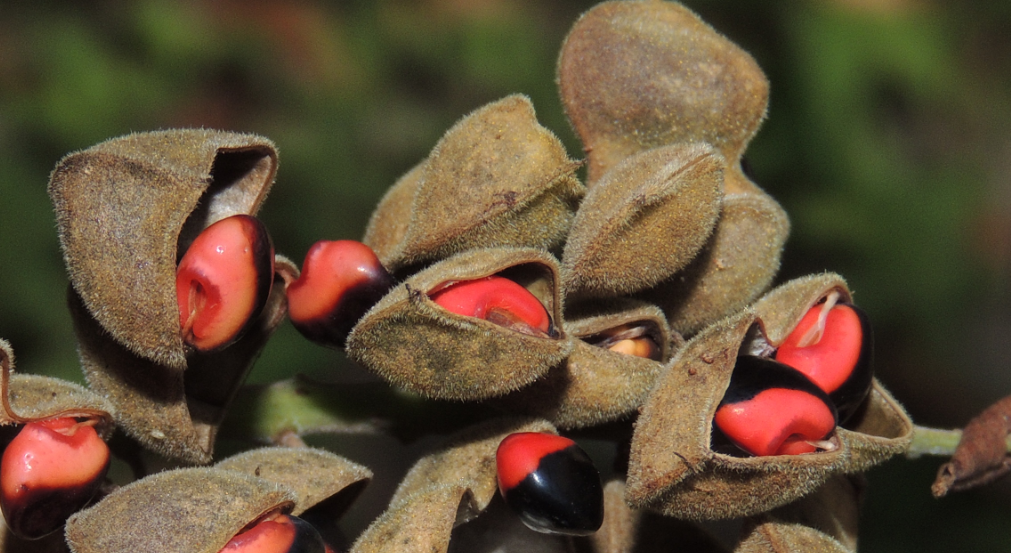 Fabaceae - Leguminosae no Brasil: Fabaceae - Rhynchosia phaseoloides ...