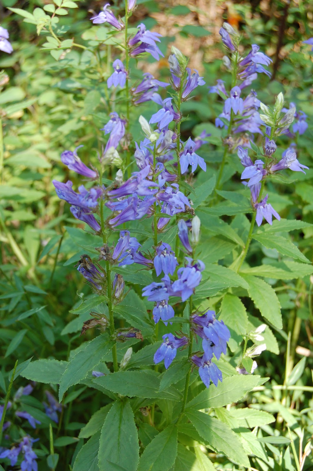 A Suburban Wilderness: Another First for Me: Lobelia Siphilitica