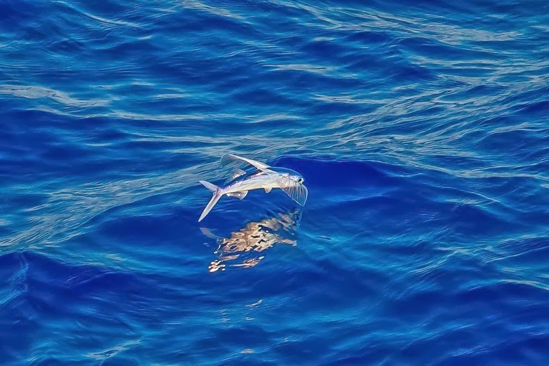 PEIXE VOADOR OU FLYING FISH (Exocoetidae)