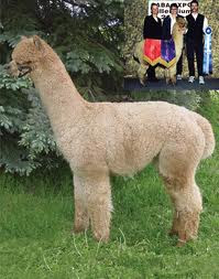 Bazinga! It's Rodney