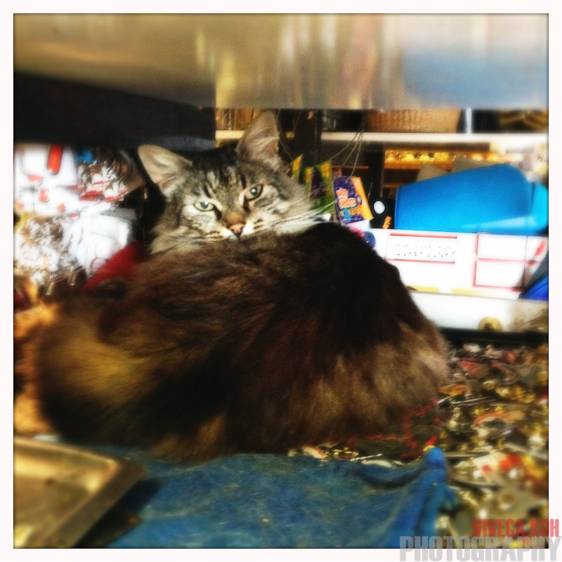 VivaciousV Photography: Jurby Junk