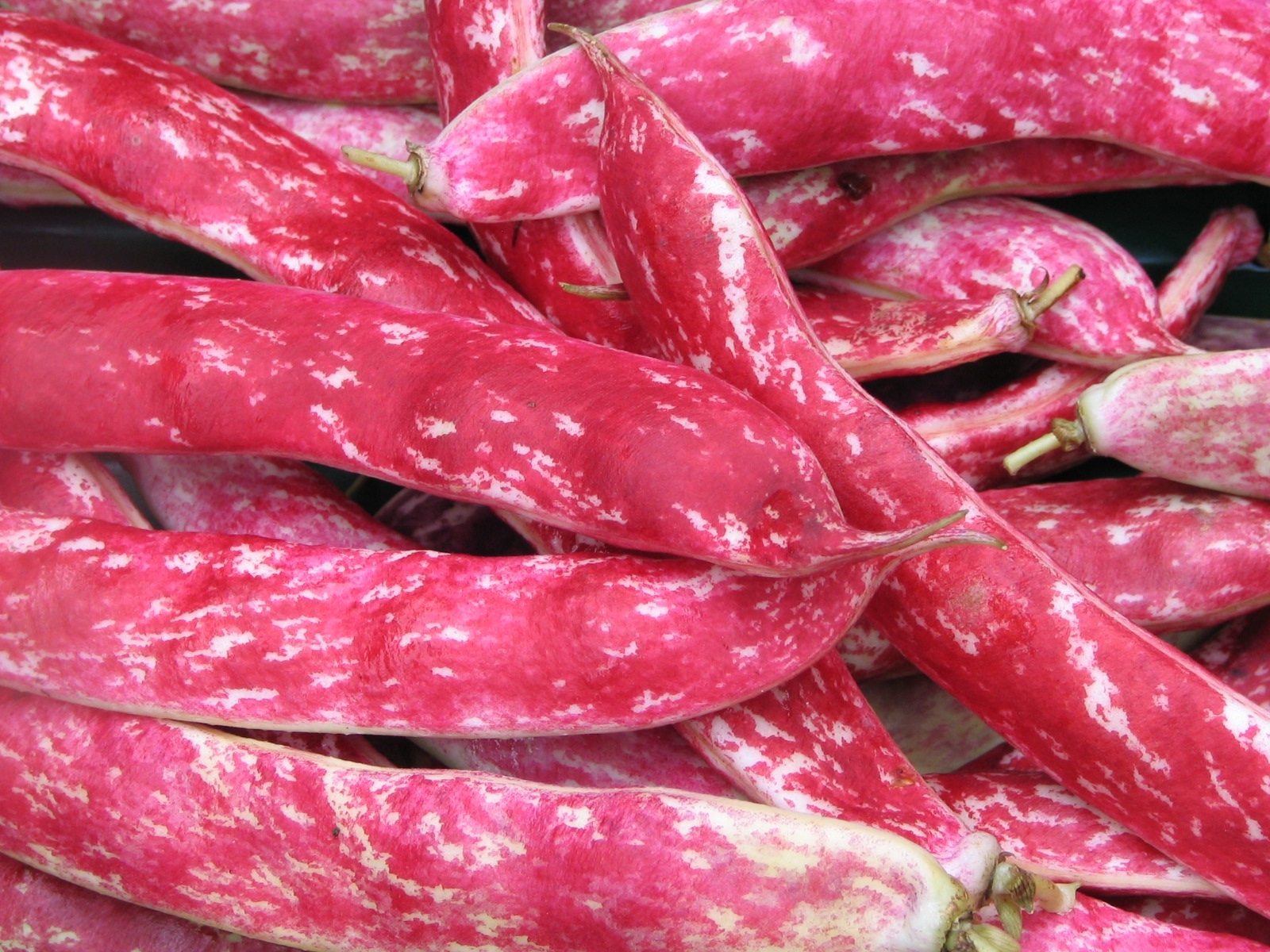 Mark's Veg Plot: Photos