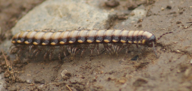 Imágenes de cien pies - Imagui