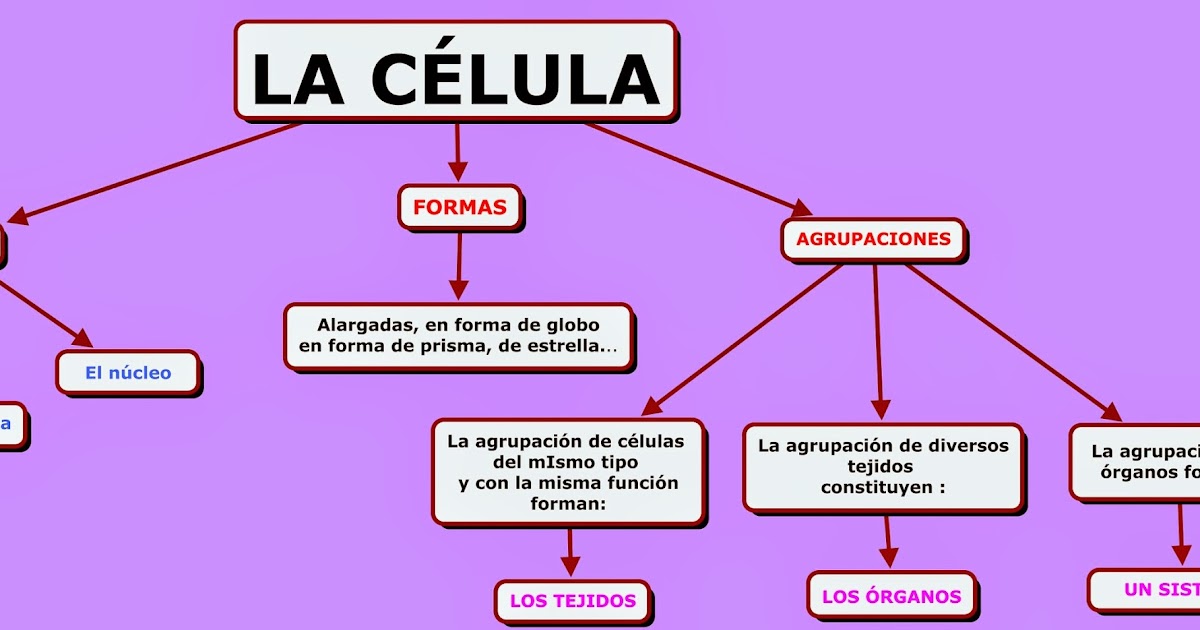 ESQUEMA DE LA CÉLULA CON CMAP ~ El blog de Olimpia