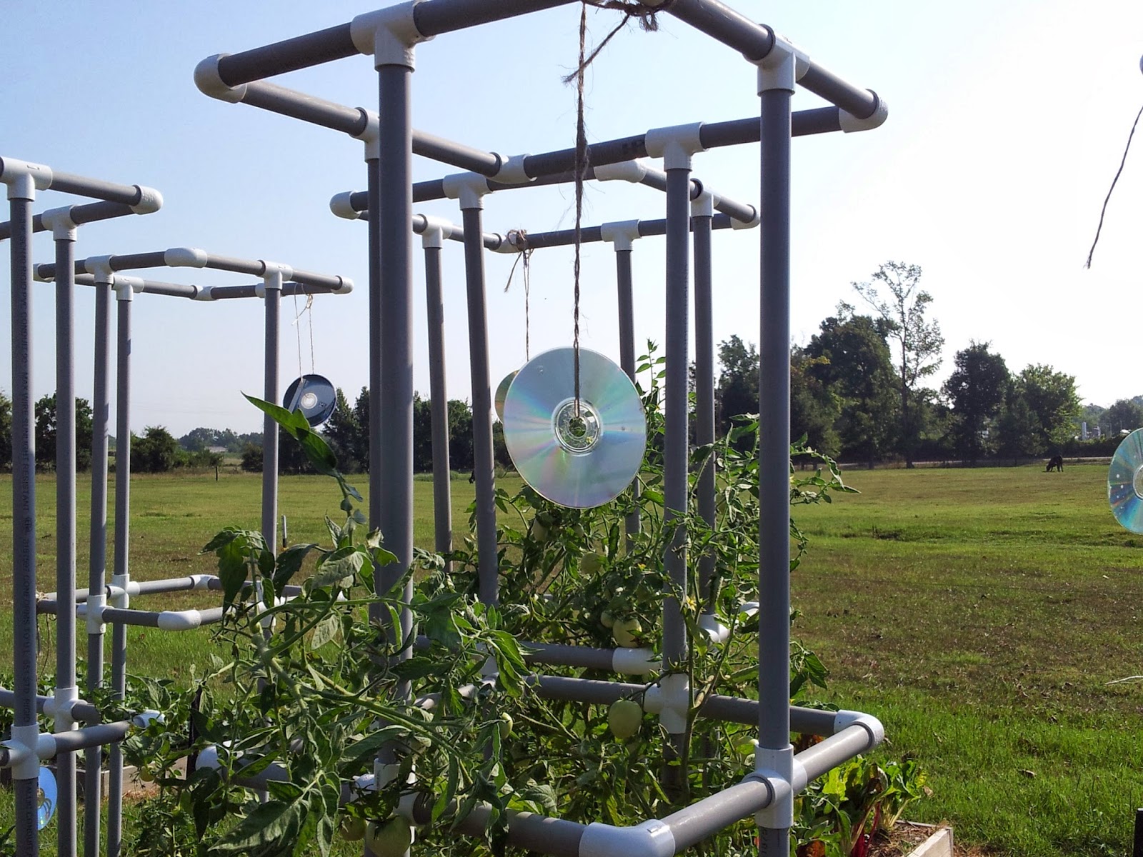 The Big Heat In Pursuit Of The Perfect Tomato Sexy Pvc Tomato Cage