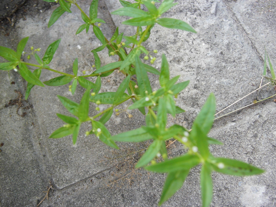 Rumput Mutiara (Hedyotis corymbosa)