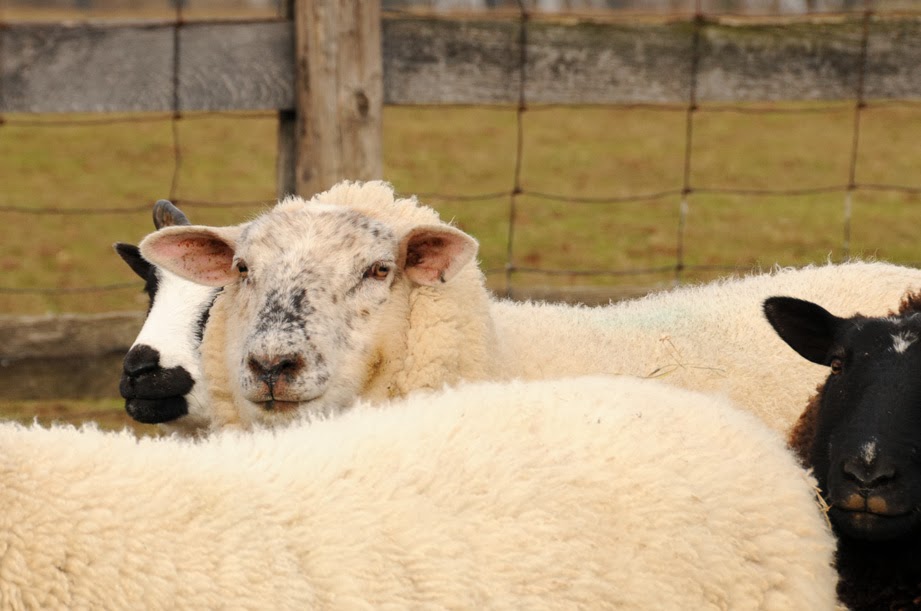 Punkin's Patch: The God Of Simple Shepherds