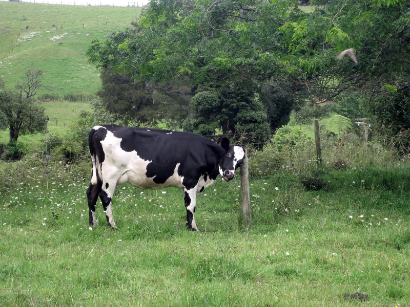 The Paddock: Bovine scratcher
