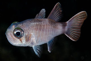 IKAN LAUT ASLI INDONESIA: Kardinal