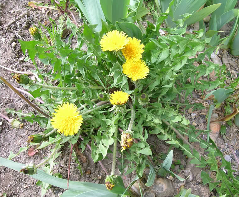 Shoreline Area News: Roy's Garden: Are you more fearful of zombies or ...