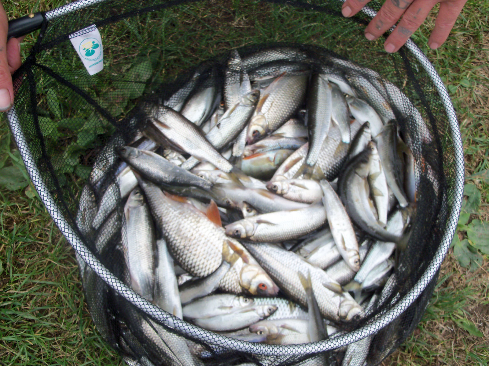 Danny's Angling Blog: Silver fishing on the River Dee at Farndon....