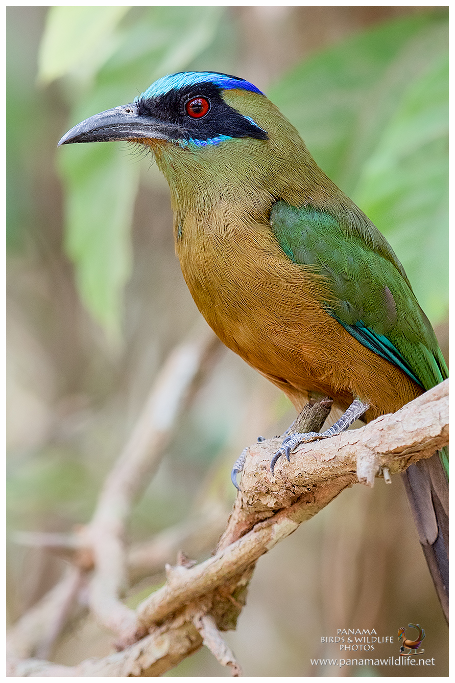 Featured species: Pheasant Cuckoo (Dromococcyx phasianellus)