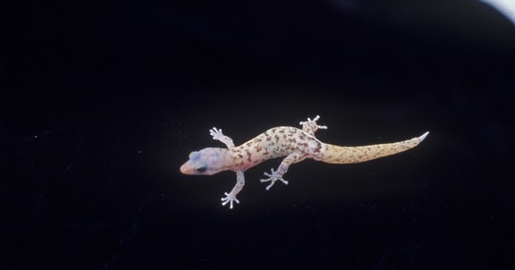 A VUELO DE UN QUINDE® - EL BLOG !!!!! .::::.: PUERTO RICO : NATIONAL ...