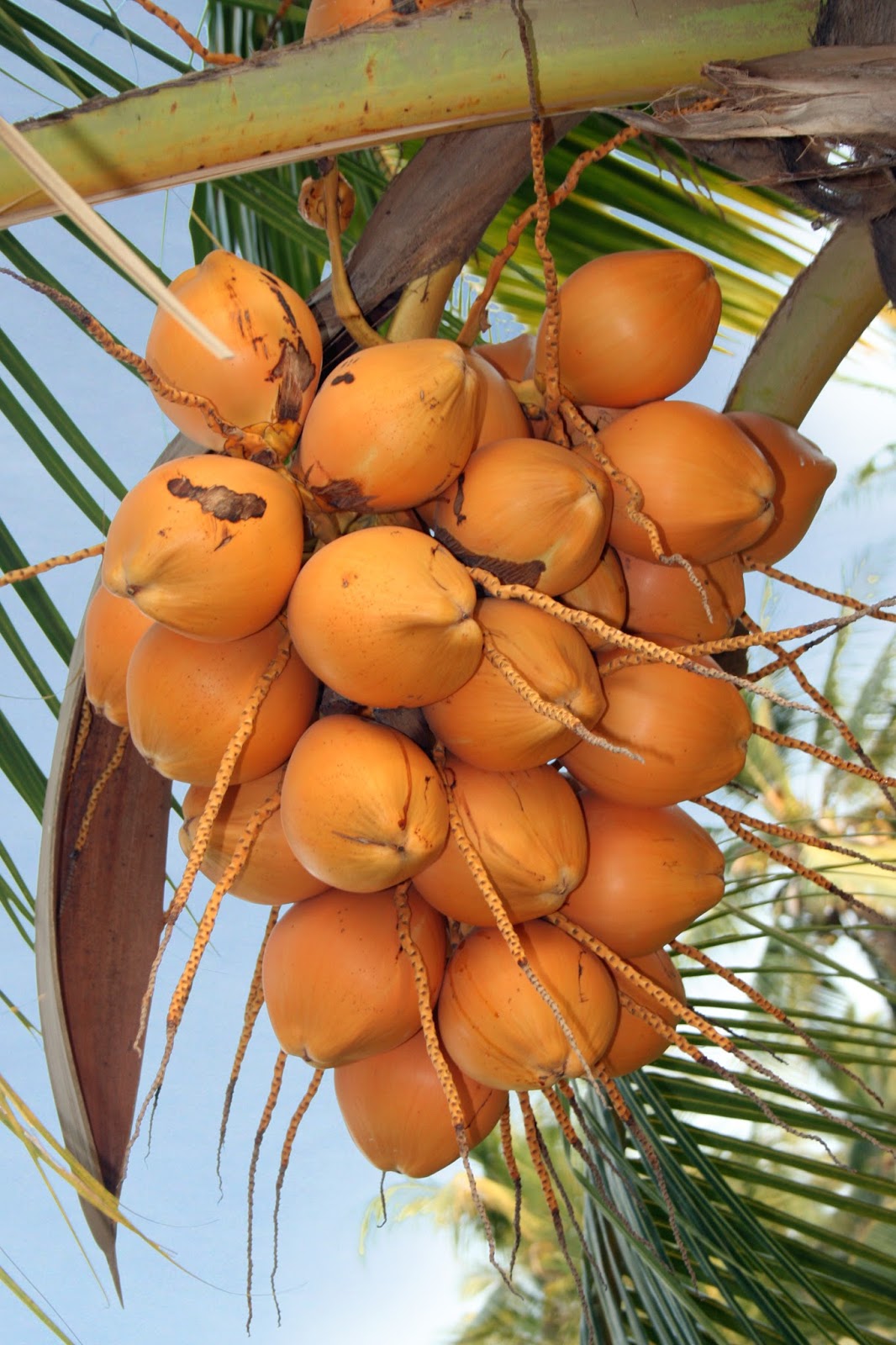 Oman: coconut palms at the edge of the desert: King coconut in Oman