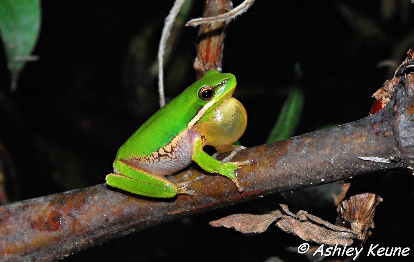 Australian Frogs Photography: KEUNEA PHOTOGRAPHY: Good Variety of Frogs ...
