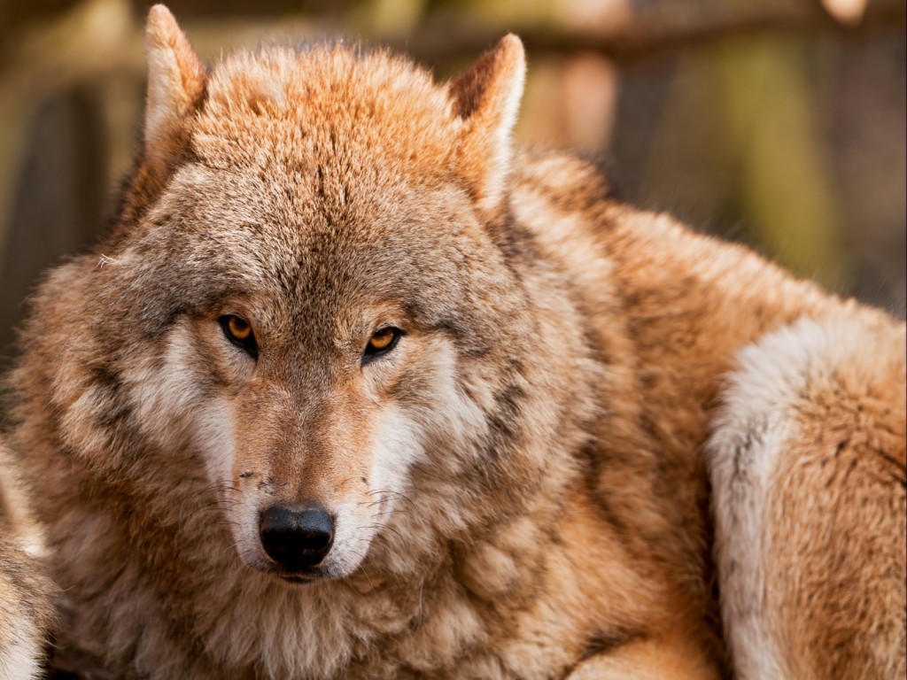 Animales majestuosos: EL LOBO