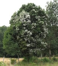 especies chilenas: El Ulmo (Eucryphia cordifolia)