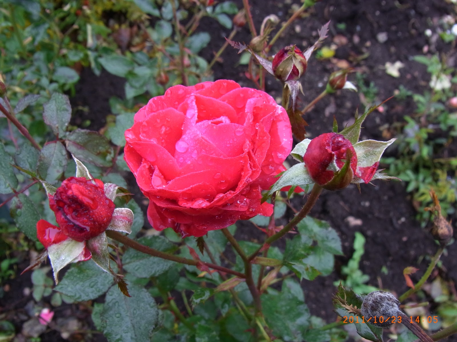 Thela aed ja kodu: Koera juubel ja natuke sügist