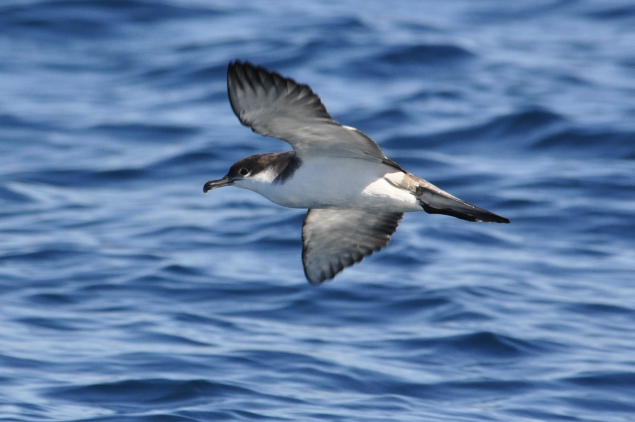 Bourbon, Bastards, and Birds.: The Handsome Necromancer: Buller's ...