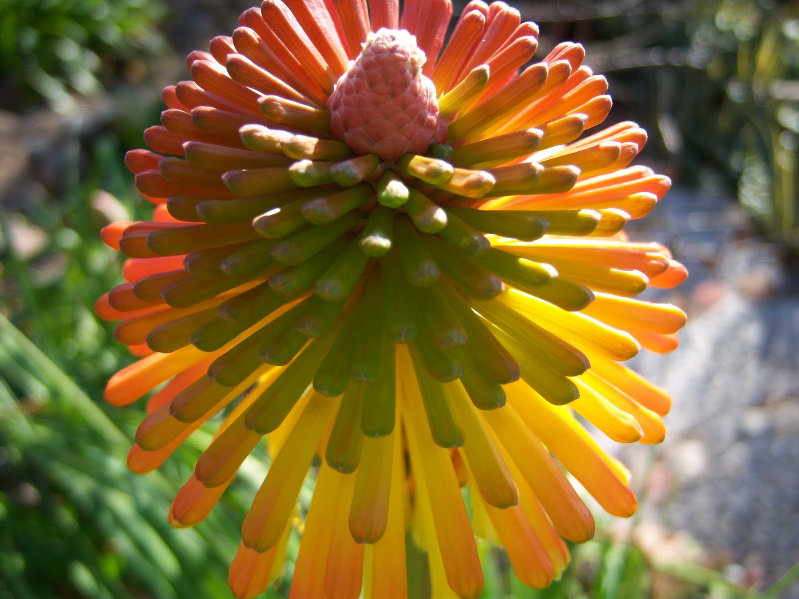 Tritoma tricolor - BOTÀNIC SERRAT