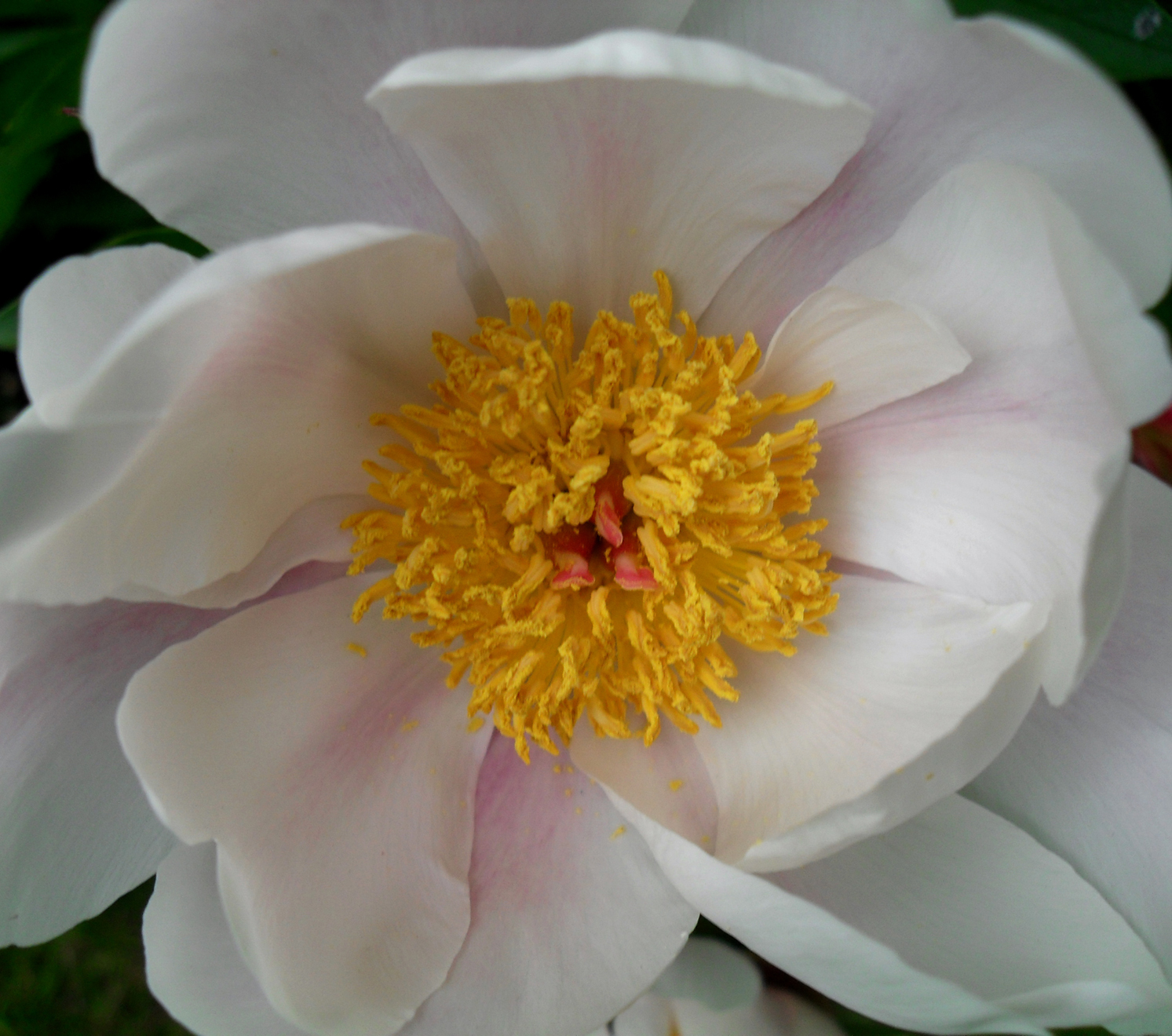 Étant donné: Pivoine simple