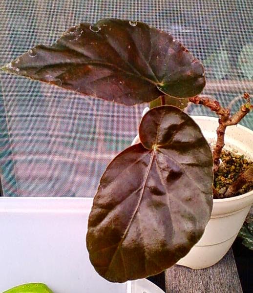 Всё о бегониях и не только...: Begonia 'Santa Maria'