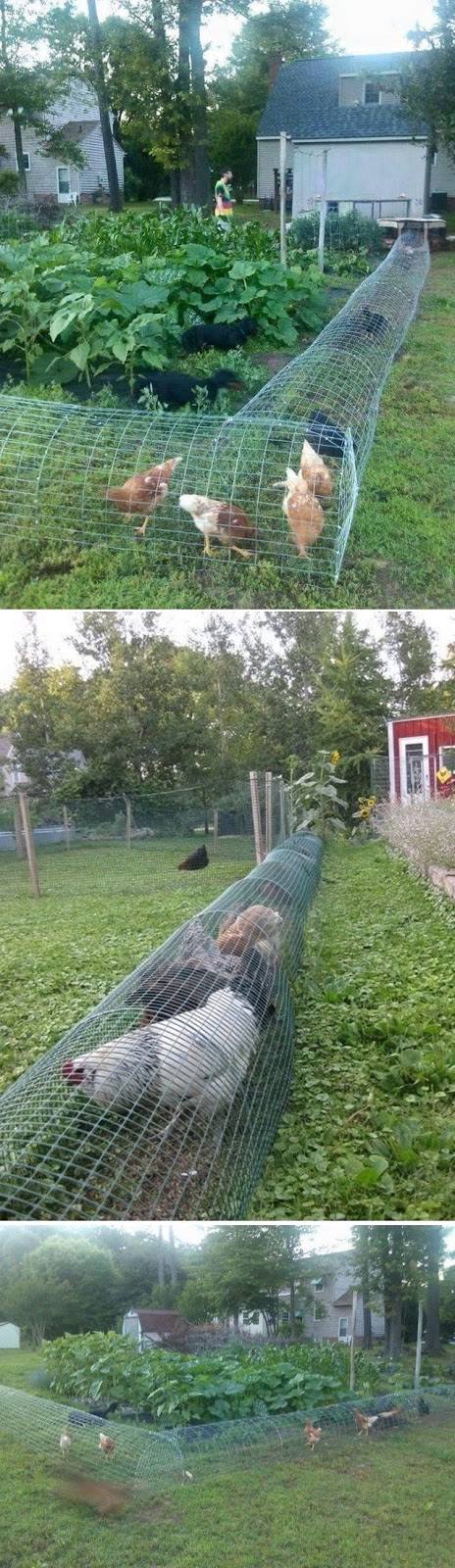 How to Build a DIY Backyard Chicken Tunnel - garden favorite