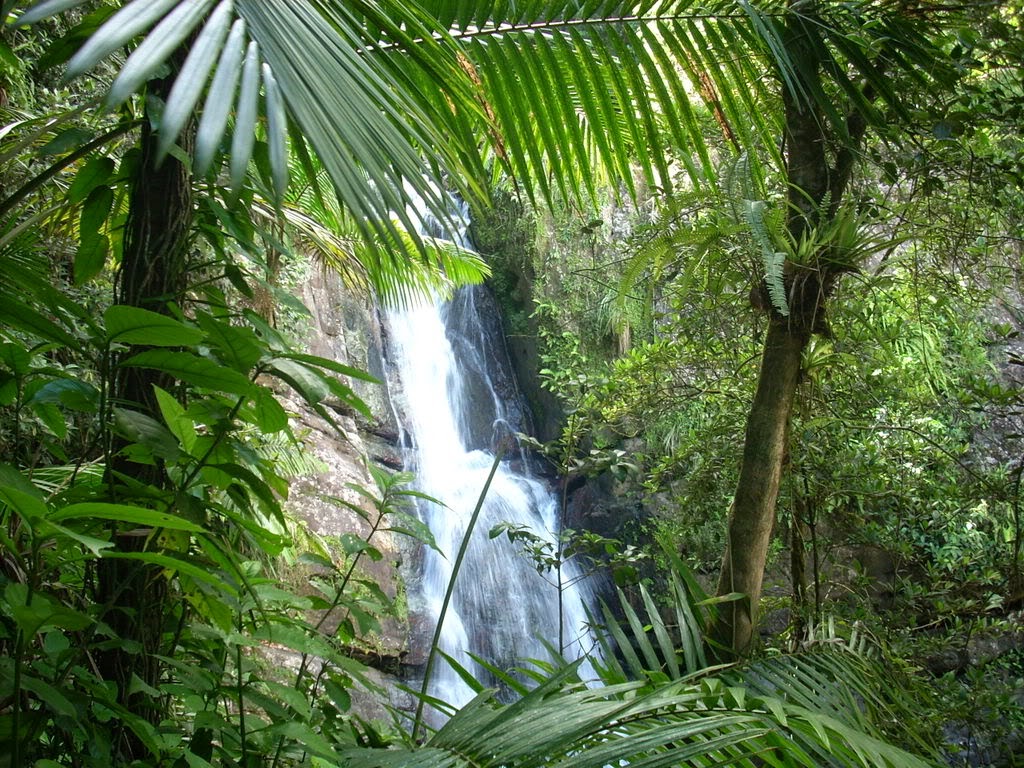 Puerto Rico El Bosque Pluvial El Yunque ~ Viajeros Del Paralelo20
