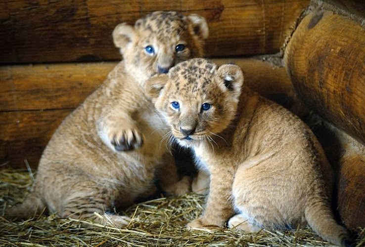 Animals Twins : beauty , cuteness , love .... - Animal Info