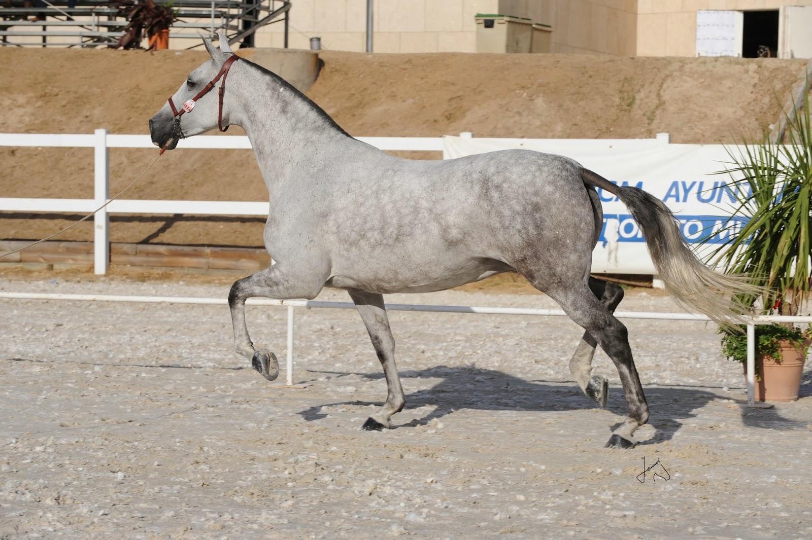 Blog de Yeguada La Troyeta: SOBERBIA HBM, UNA TORDA CAMPEONA