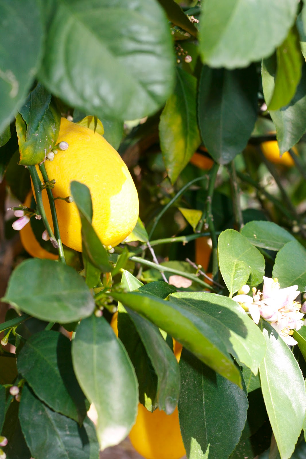 The Polished Pebble: Kumquats