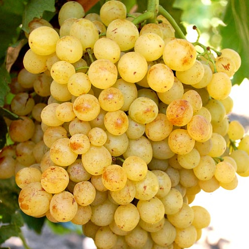 Imagini cu fructe | Photoblog