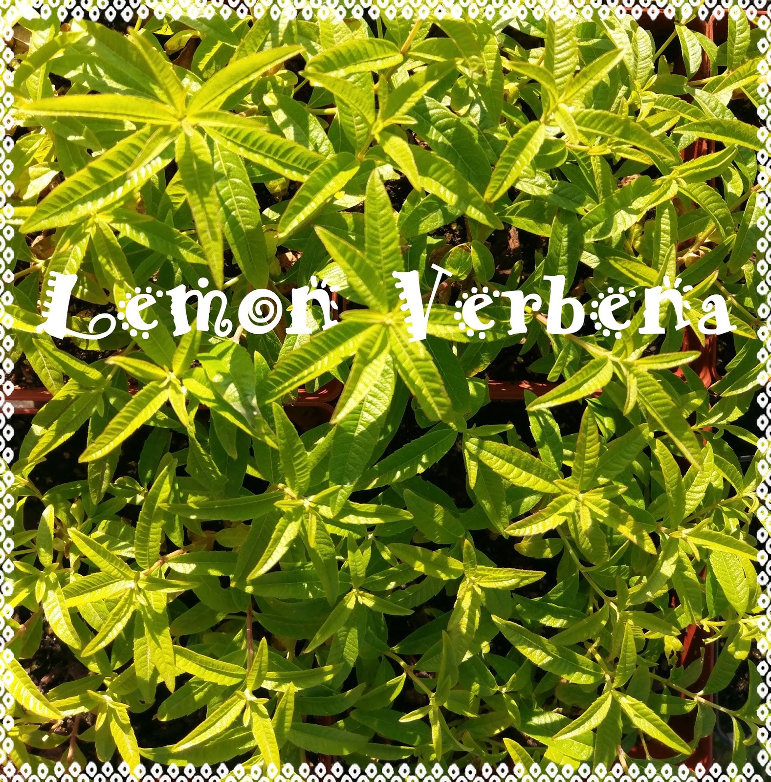 Lemon Verbena Living: A Lovely Carpet of Lemon Verbena Leaves