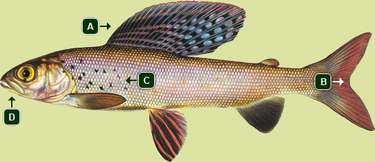 Fishing In Canada: Sport Fish