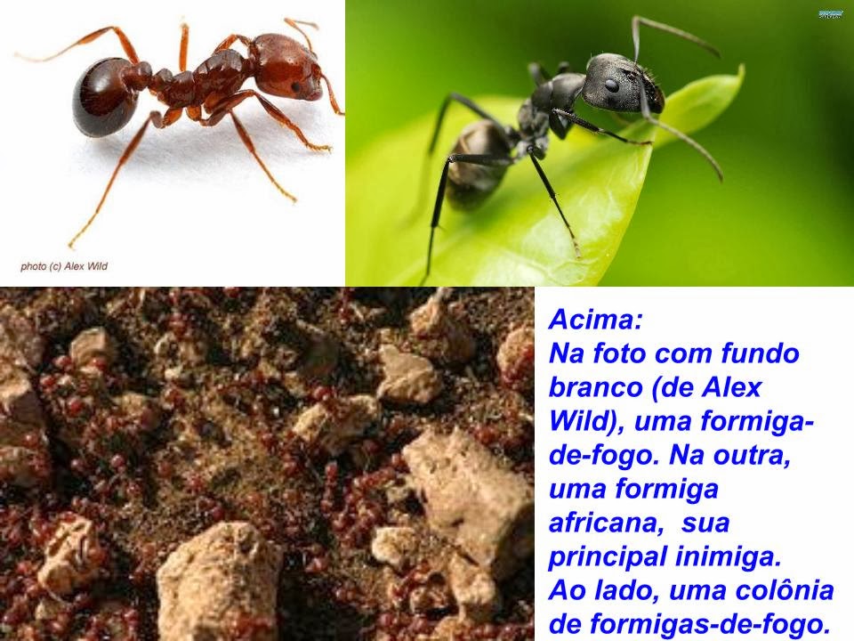 CIÊNCIA & VIDA: Formigas-de-fogo: uma realidade que supera os filmes de ...