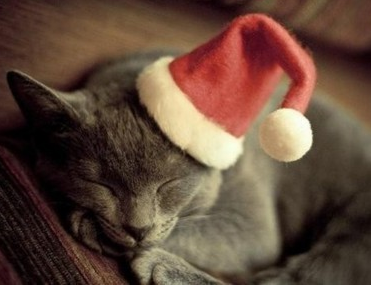 12 Cute Santa Cats That Will Make You Smile | Super Meow Meow
