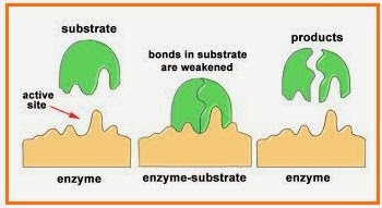 BIOLOGI GONZAGA: BIOKATALISATOR - ENZIM